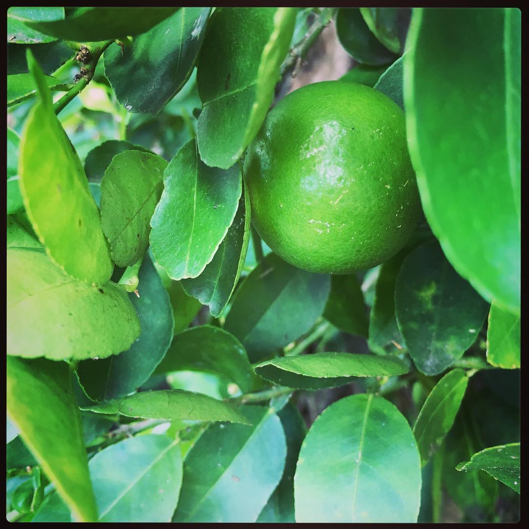 Lime Leaf Love - Empress Roots